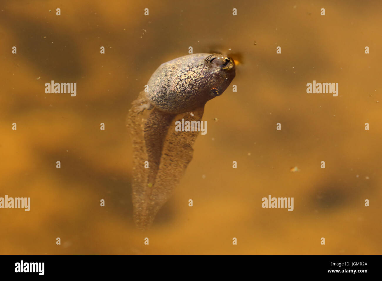 Common Frog Tadpole feeding on tiny seeds floating on a pond surface ...