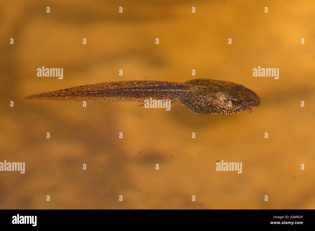 Common frog tadpole hi-res stock photography and images - Alamy