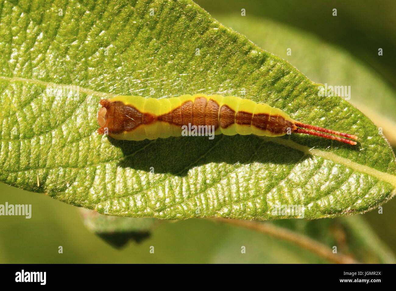 Sallow Kitten Moth Larva Stock Photo - Alamy