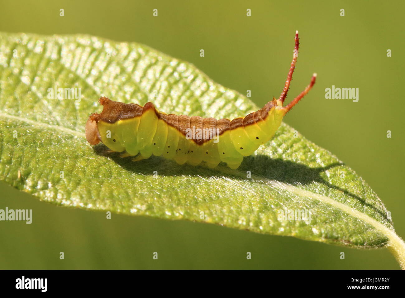 Sallow Kitten Moth Larva in a defensive posture Stock Photo - Alamy