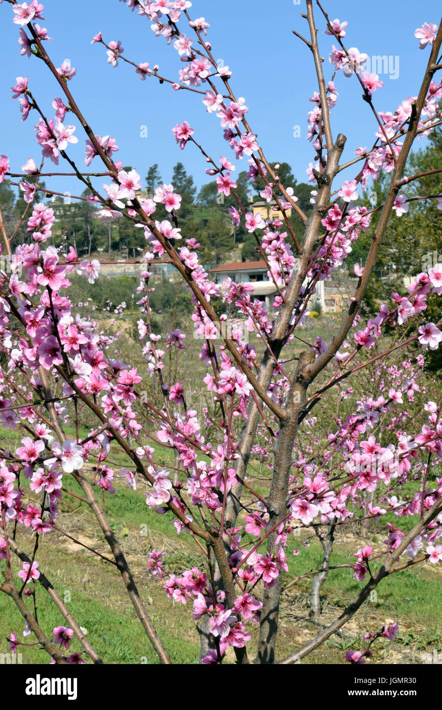 Fruit bearing trees hi-res stock photography and images - Alamy