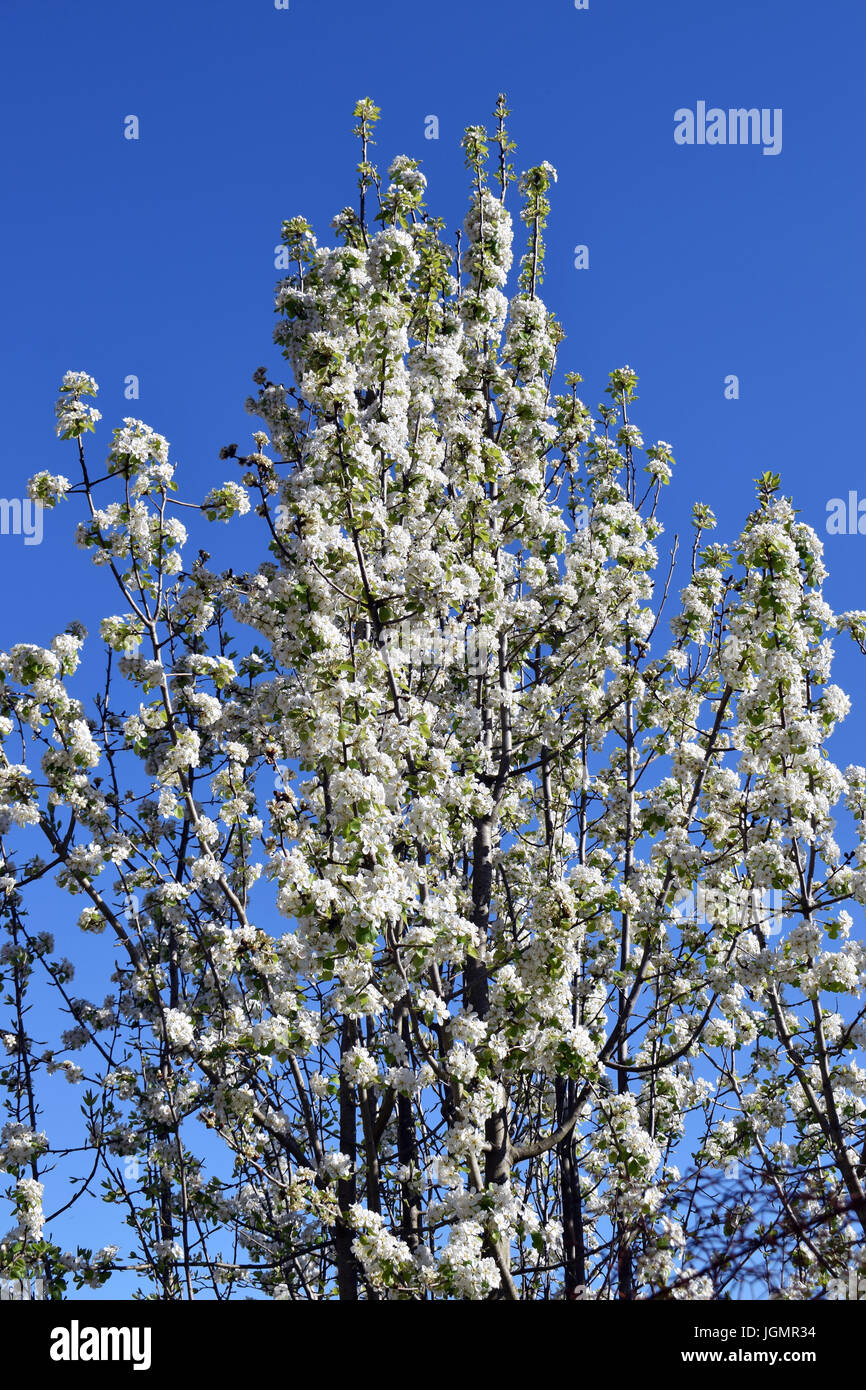 Fruit bearing trees hi-res stock photography and images - Alamy