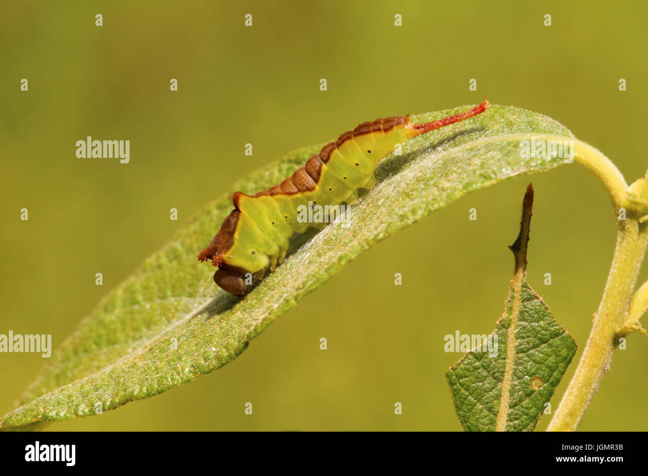Sallow Kitten Moth Larva Stock Photo - Alamy