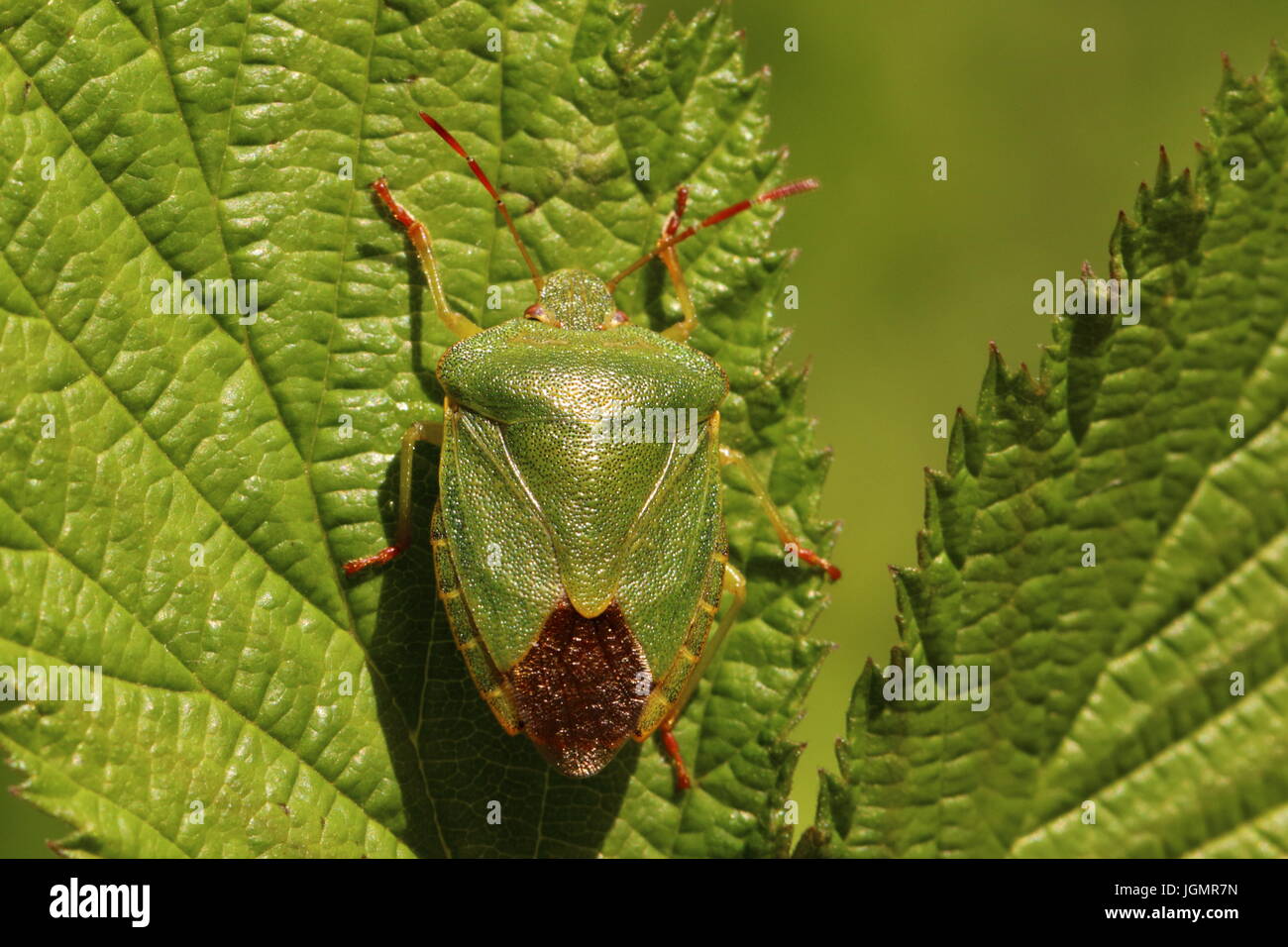 Adult Green Shieldbug Stock Photo - Alamy