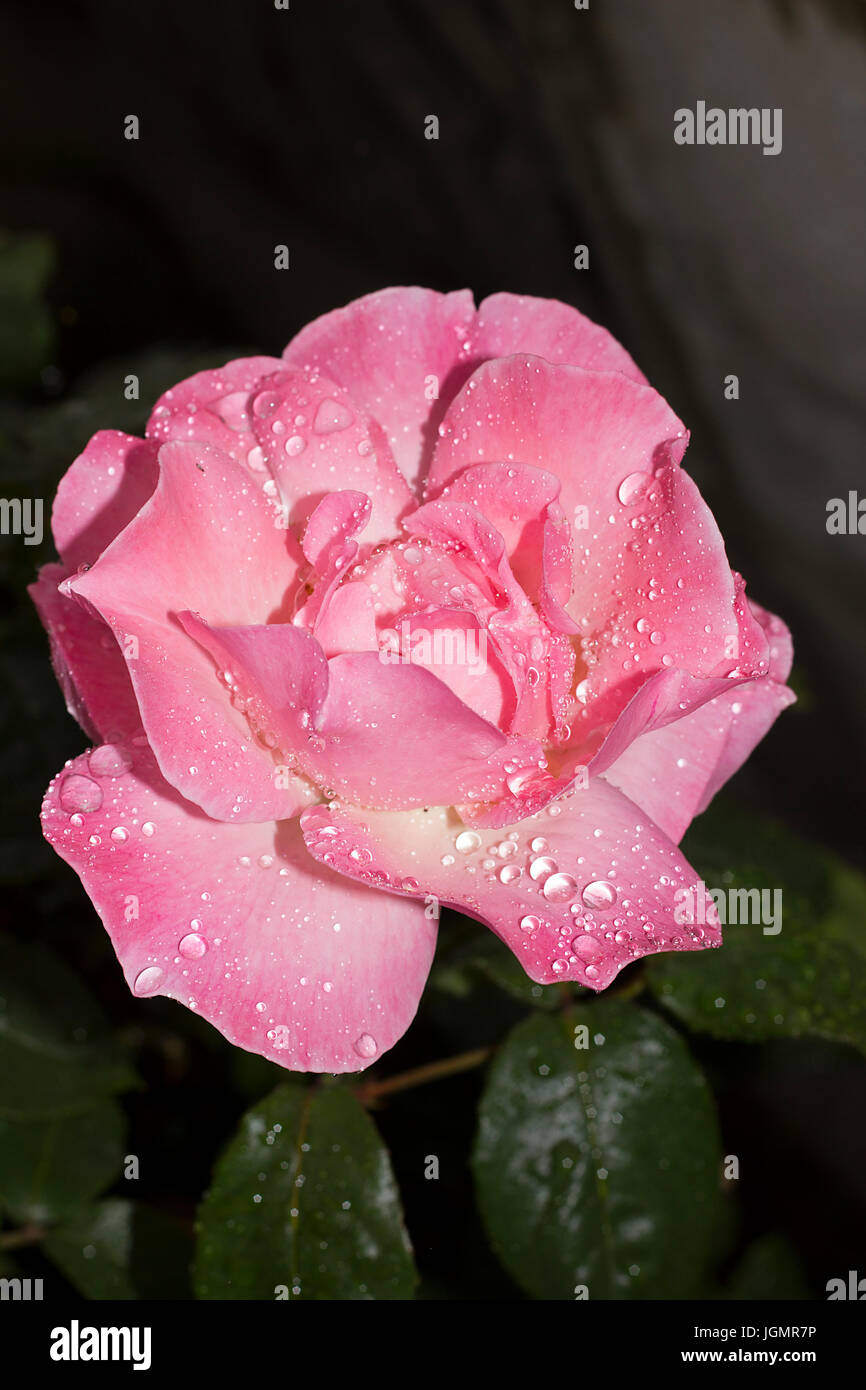 Flowers in English gardens after the rain. Droplets of rain on pink ...