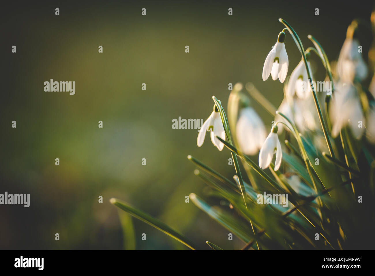 Gold snowdrops hi-res stock photography and images - Alamy