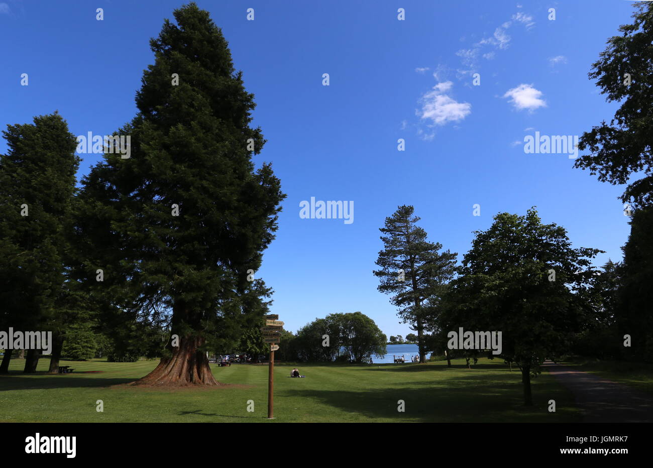 Monikie Country Park Angus Scotland July 2017 Stock Photo - Alamy