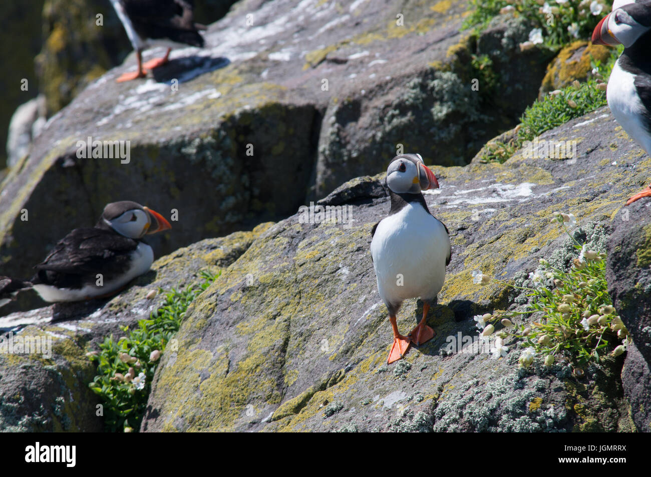 Puffins enjoying its time on land before heading for the North Atlantic ...