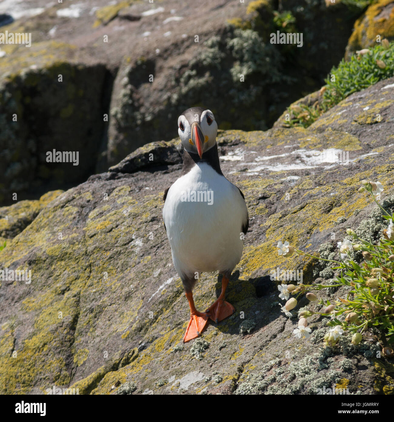 Puffin enjoying its time on land before heading for the North Atlantic ...