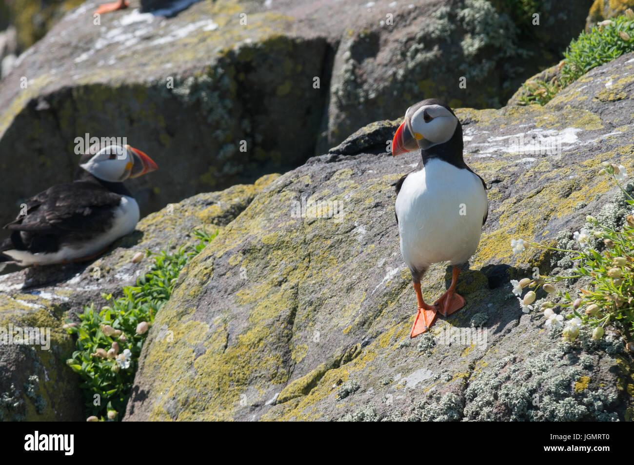 Puffins enjoying their time on land before heading for the North ...