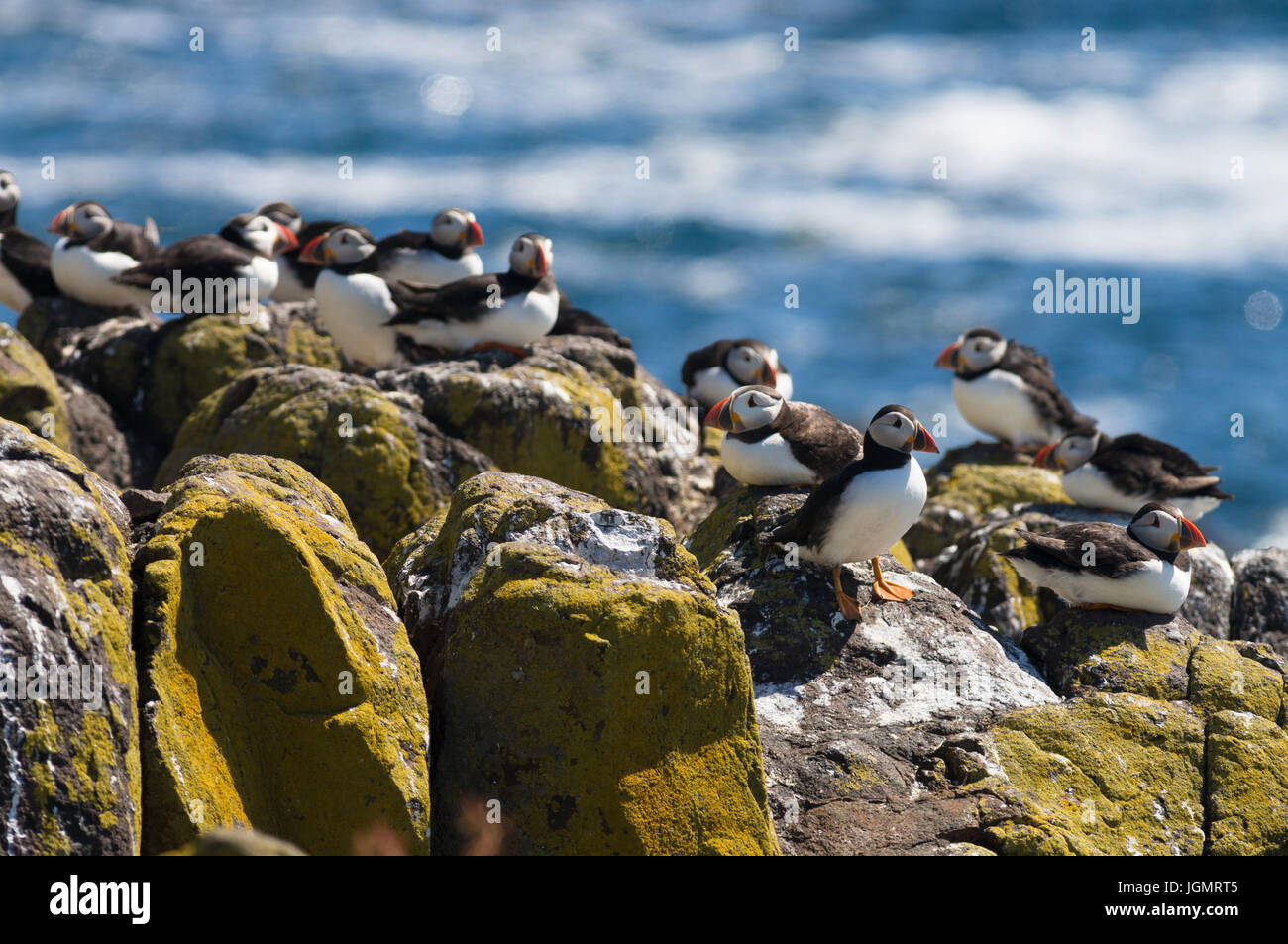 Puffins enjoying its time on land before heading for the North Atlantic ...