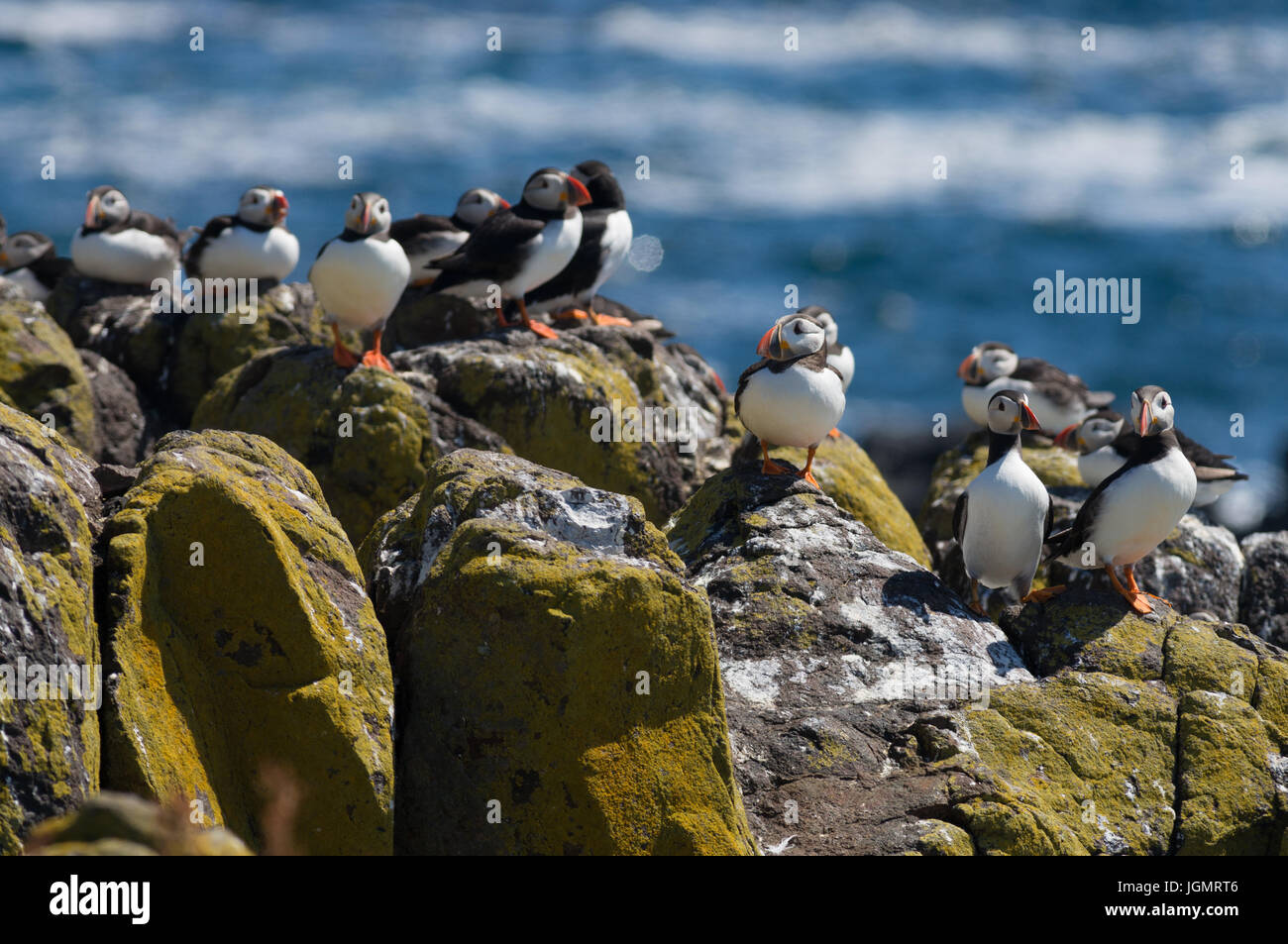 Puffins enjoying their time on land before heading for the North ...