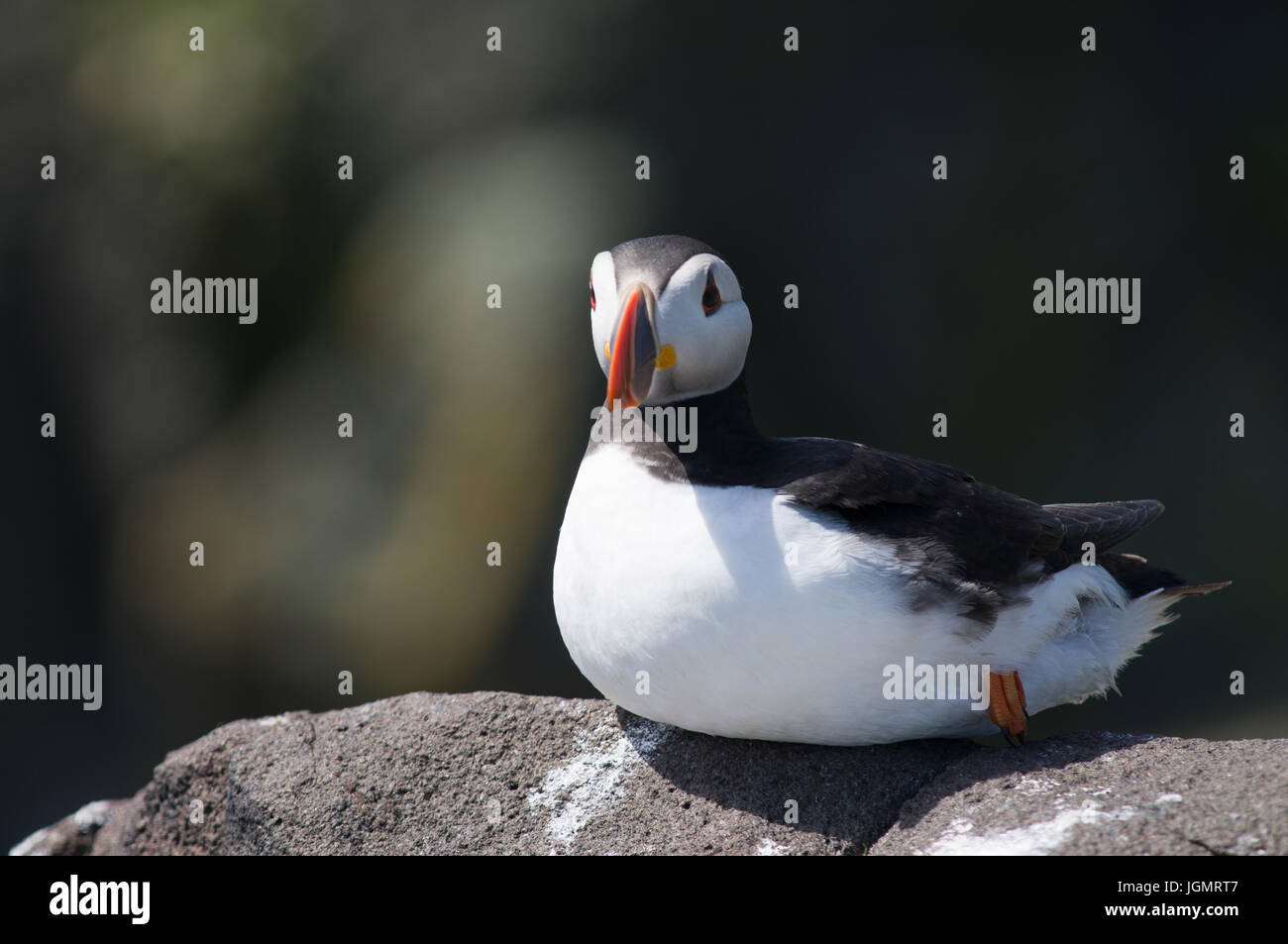 Puffin enjoying its time on land before heading for the North Atlantic ...