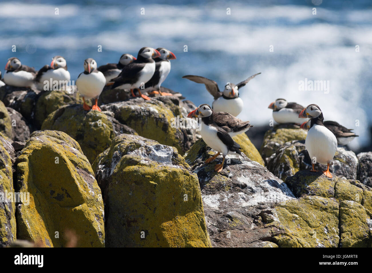 Puffins enjoying their time on land before heading for the North ...