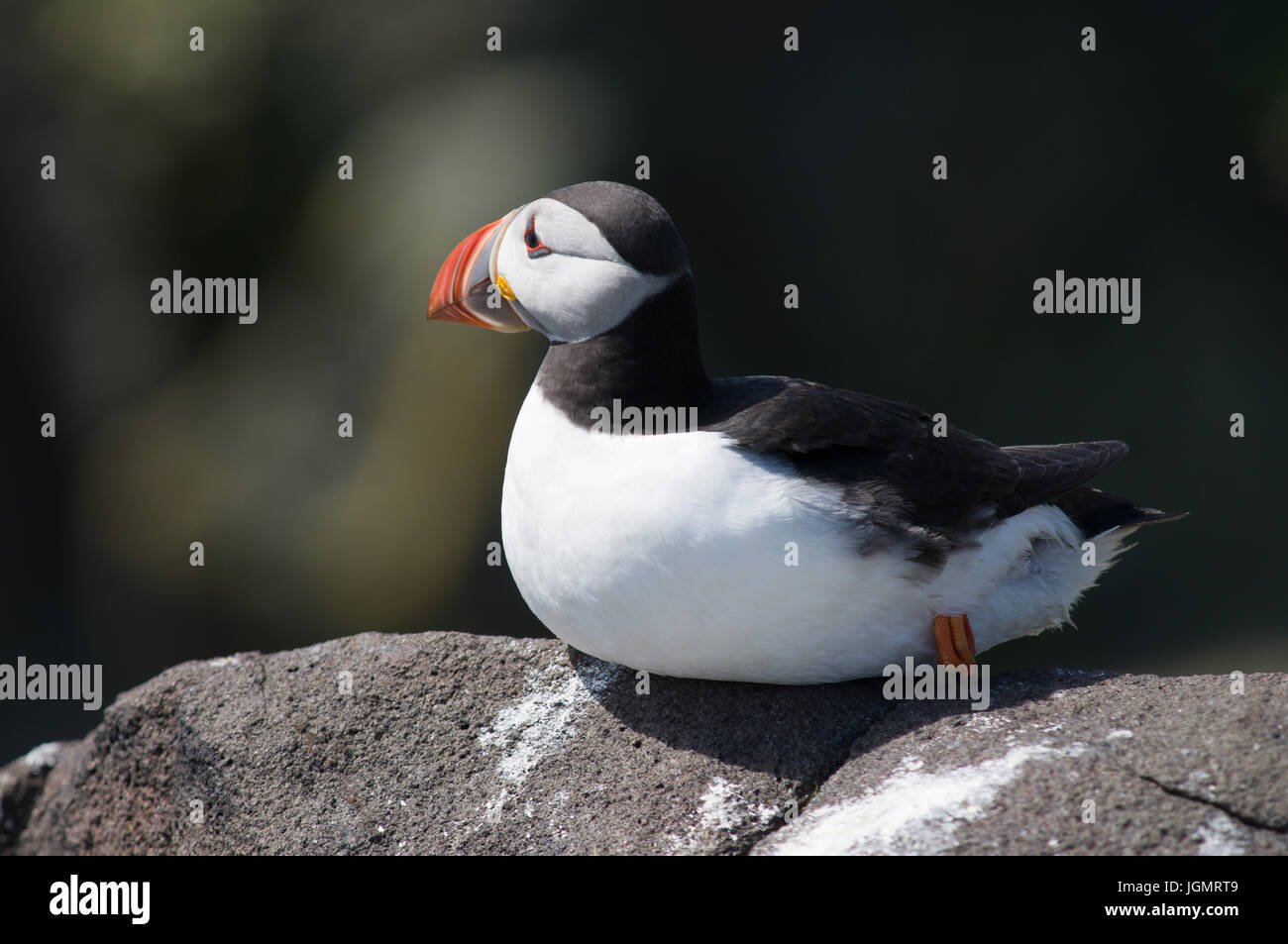 Puffin enjoying its time on land before heading for the North Atlantic ...