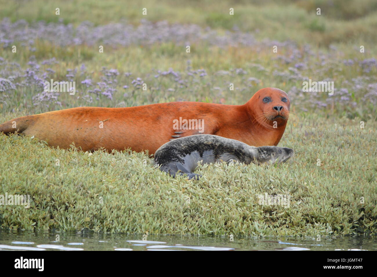 Rust coloured seals hi-res stock photography and images - Alamy