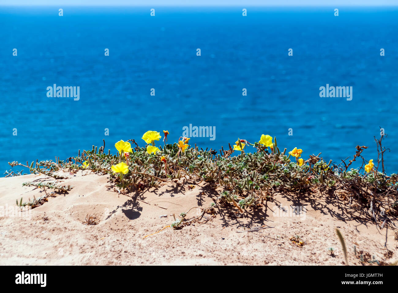 Yellow flowers in the sand Stock Photo - Alamy
