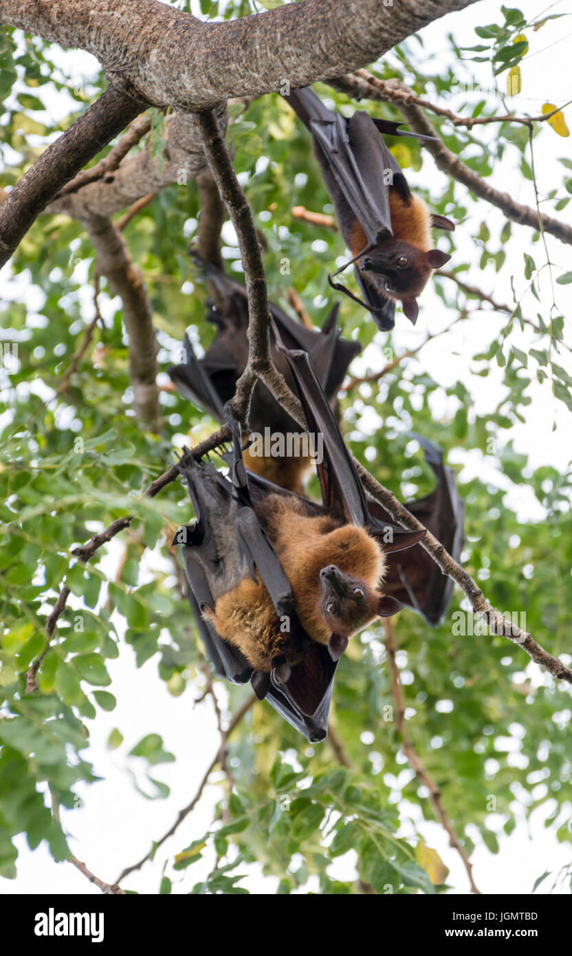 Small group of Fox Bats Waking up Stock Photo - Alamy