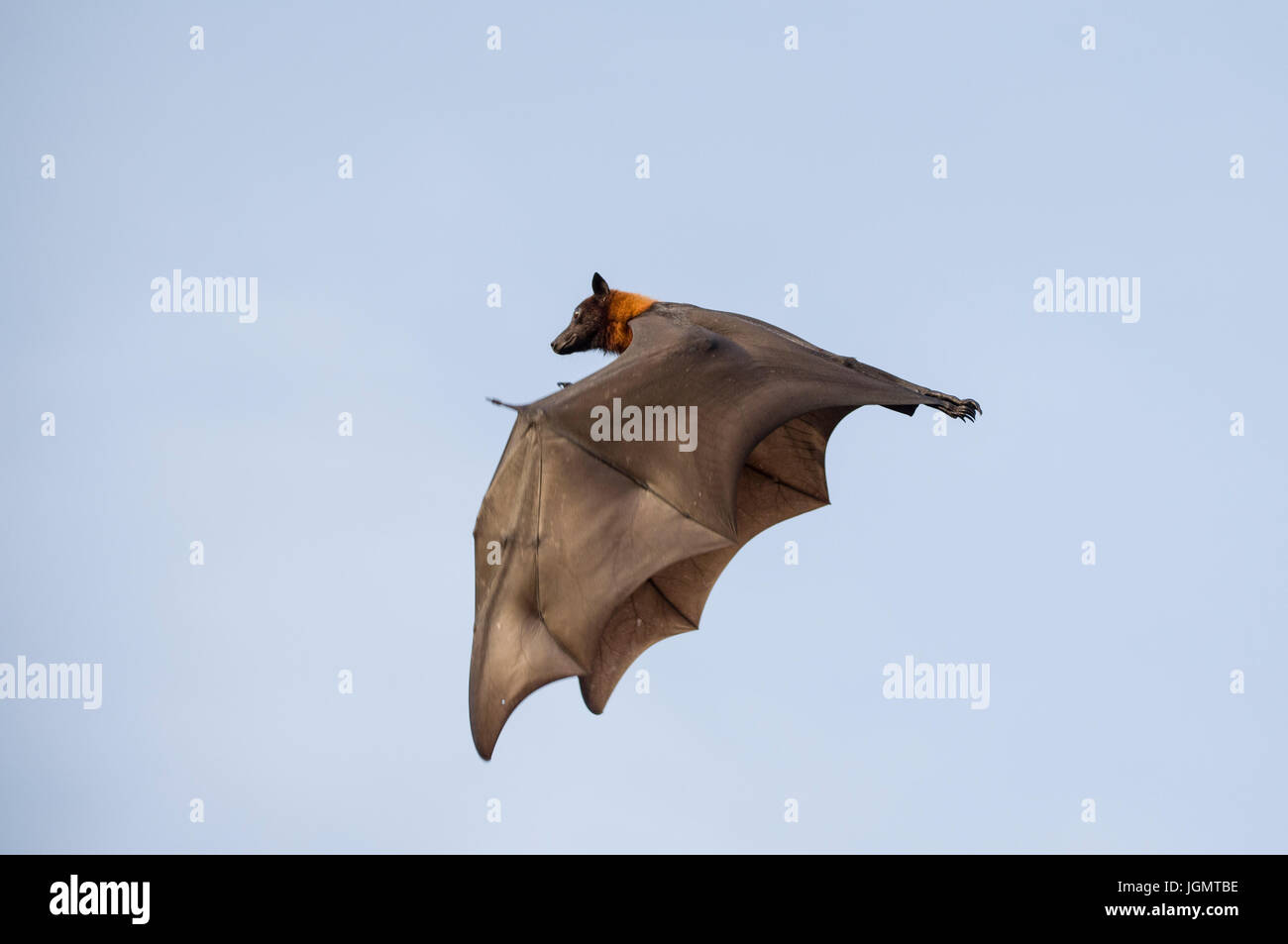 Single Fox Bat Flying Stock Photo - Alamy