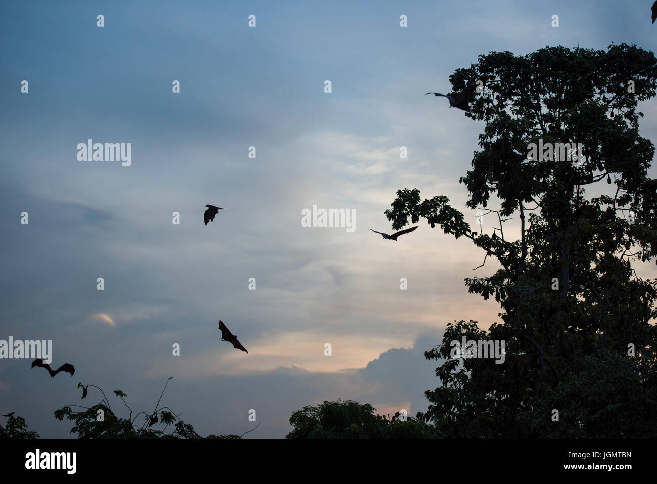 Endangered large flying fox hi-res stock photography and images - Alamy