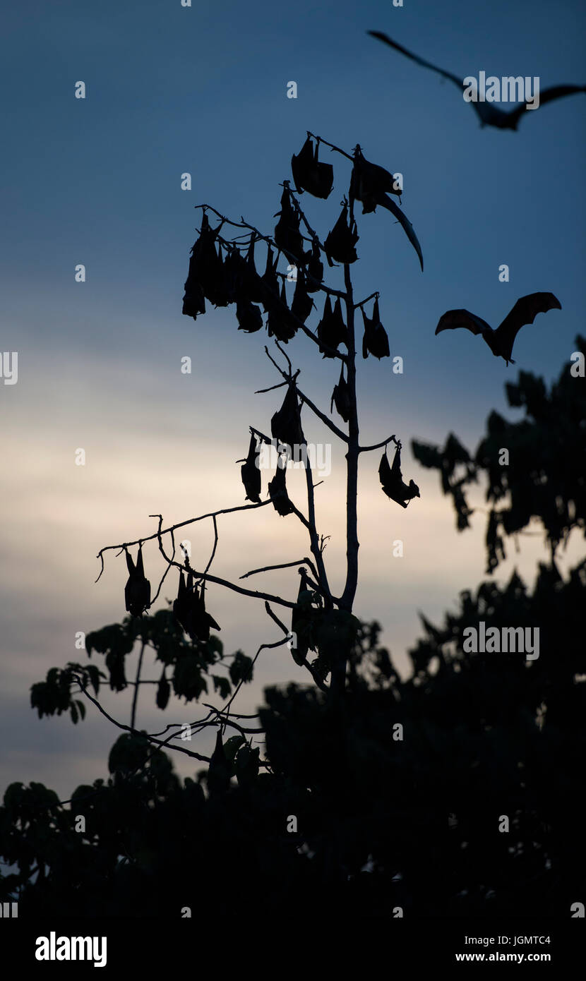 Large megabat species hi-res stock photography and images - Alamy