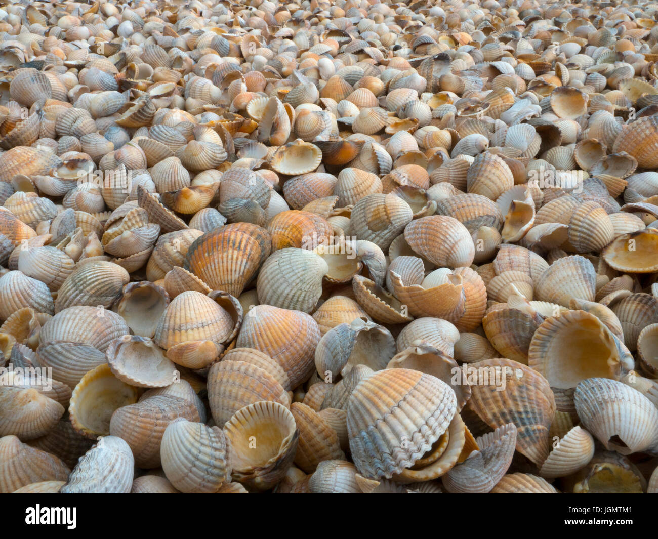 Cockleshells High Resolution Stock Photography and Images - Alamy