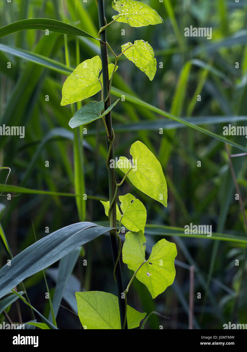 Hedge bindweed calystegia sepium close up hi-res stock photography and ...