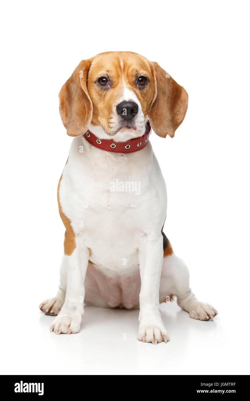 10 Beagle Colors With Pictures Tricolor Lemon Chocolate, 47% OFF