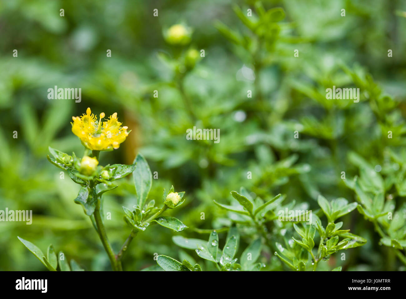 Wet plant and flower of common rue (Ruta graveolens Stock Photo - Alamy