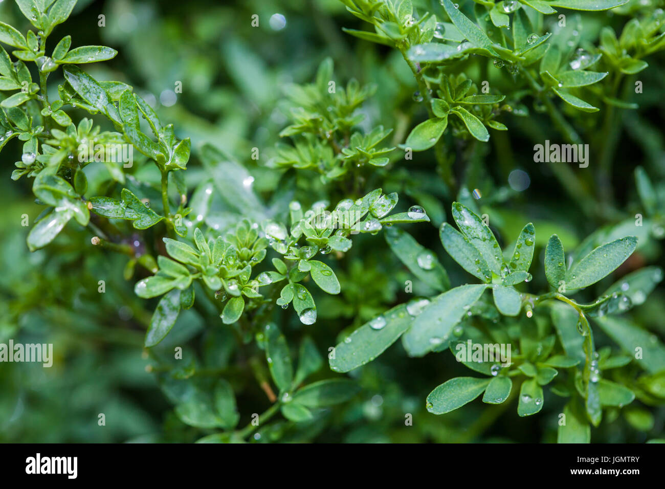 Wet plant of common rue (Ruta graveolens Stock Photo - Alamy