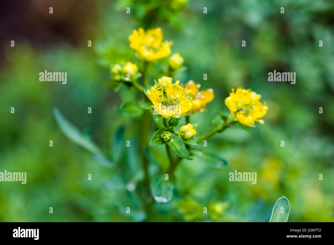 Wet plant and flower of common rue (Ruta graveolens Stock Photo - Alamy