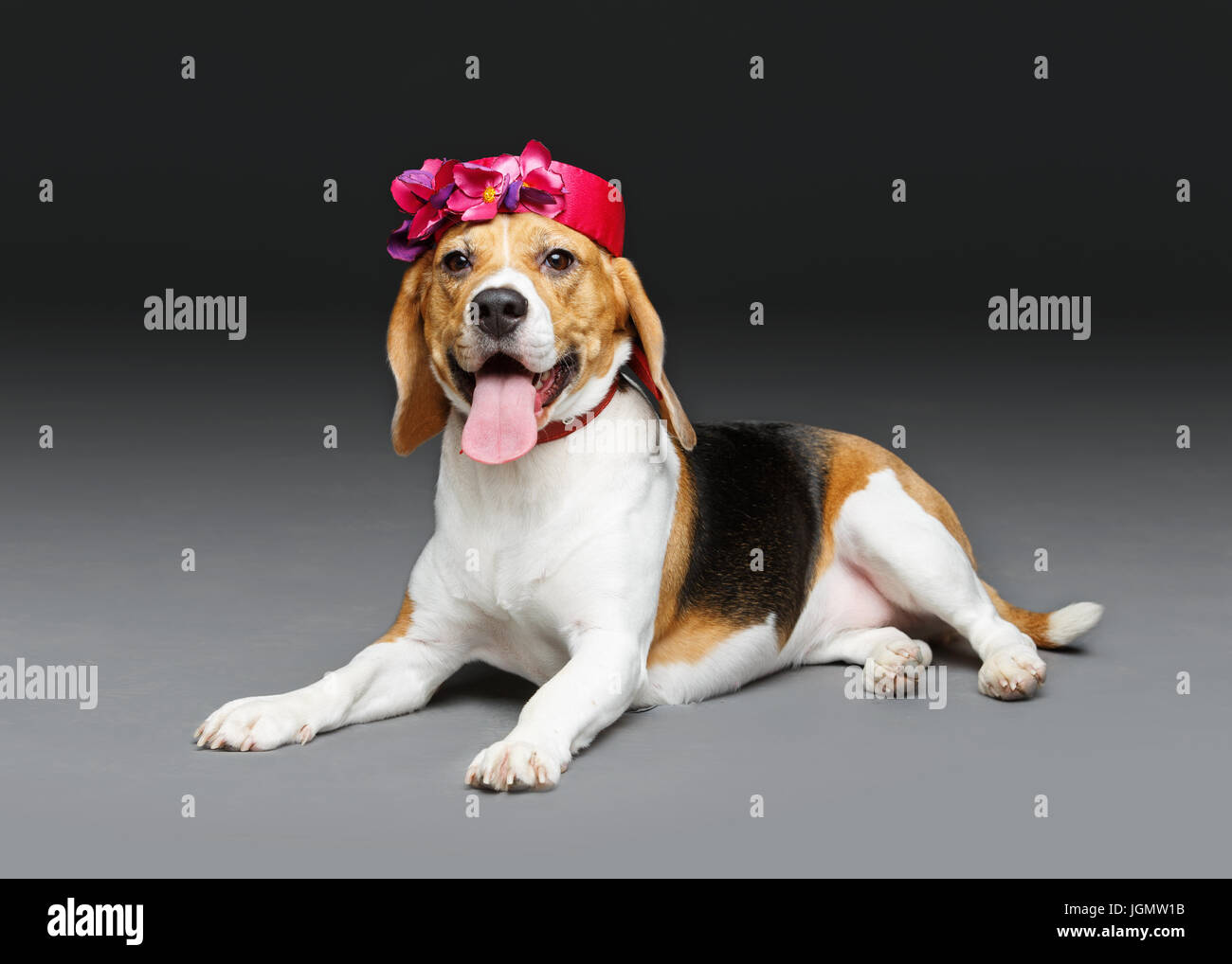 beautiful beagle girl dog in pink hat on black background. copy space ...