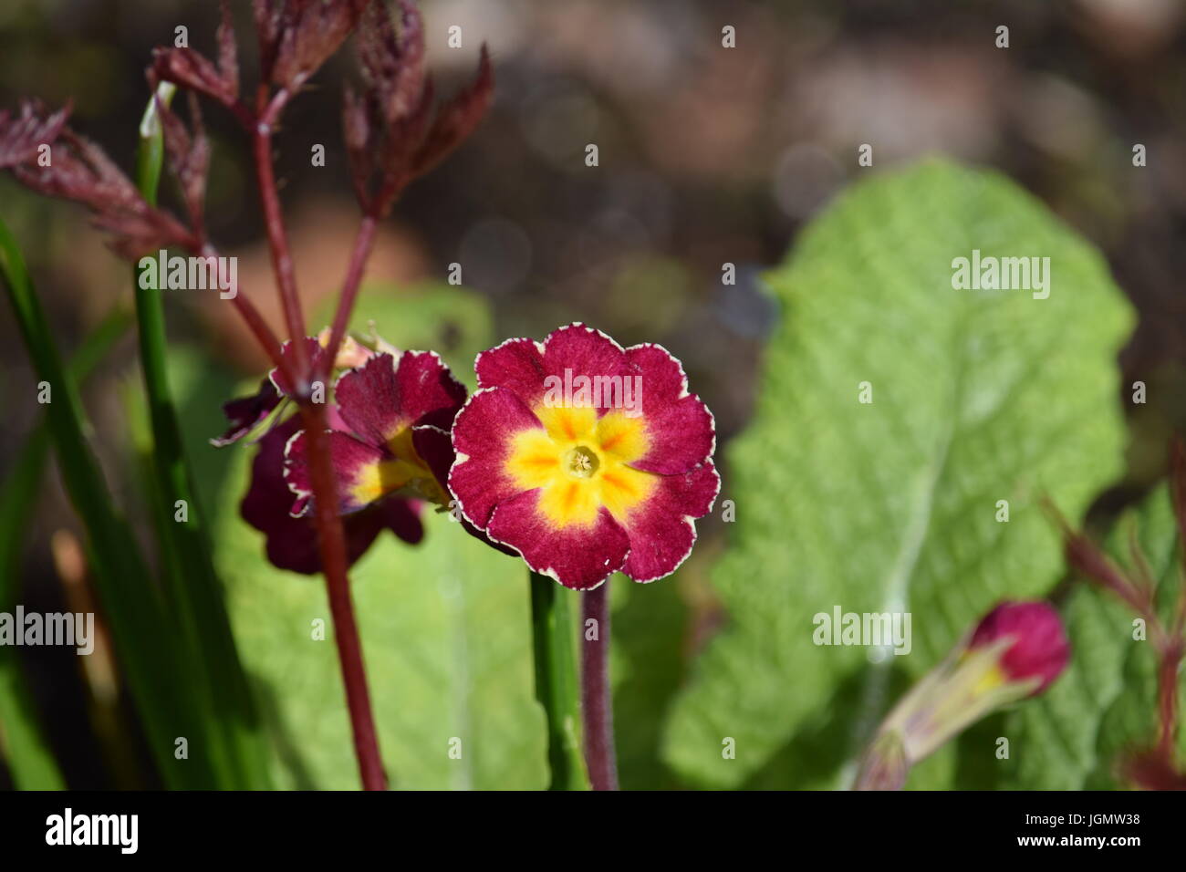 Pink primula flower Stock Photo - Alamy