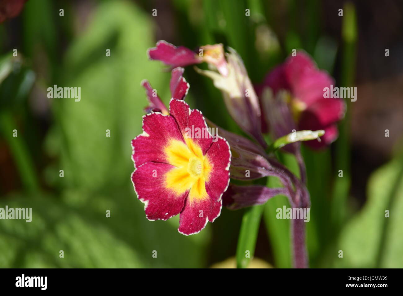 Flowers of pink primula Stock Photo - Alamy