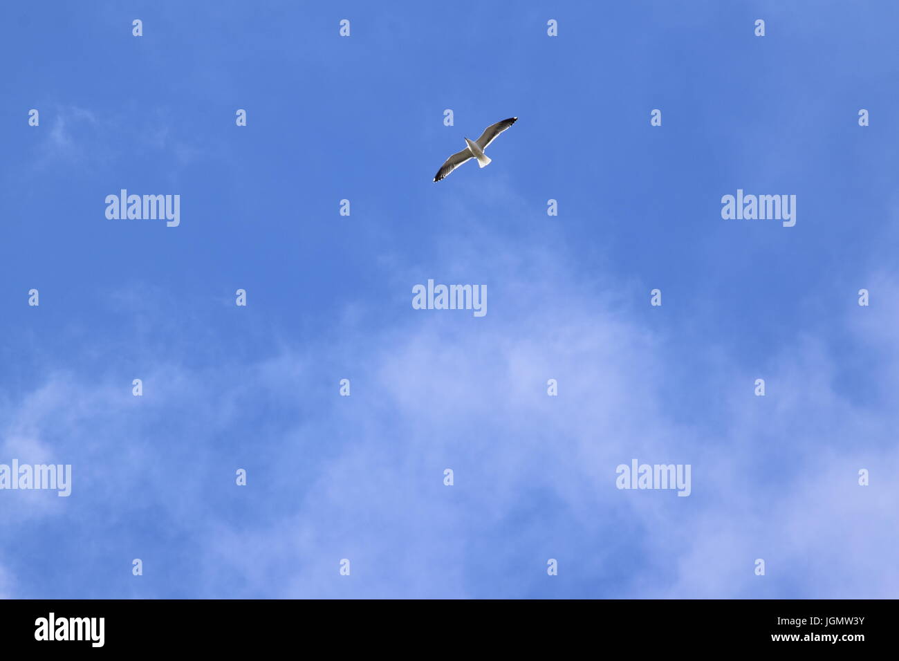 Sea gull, blue sky Stock Photo - Alamy