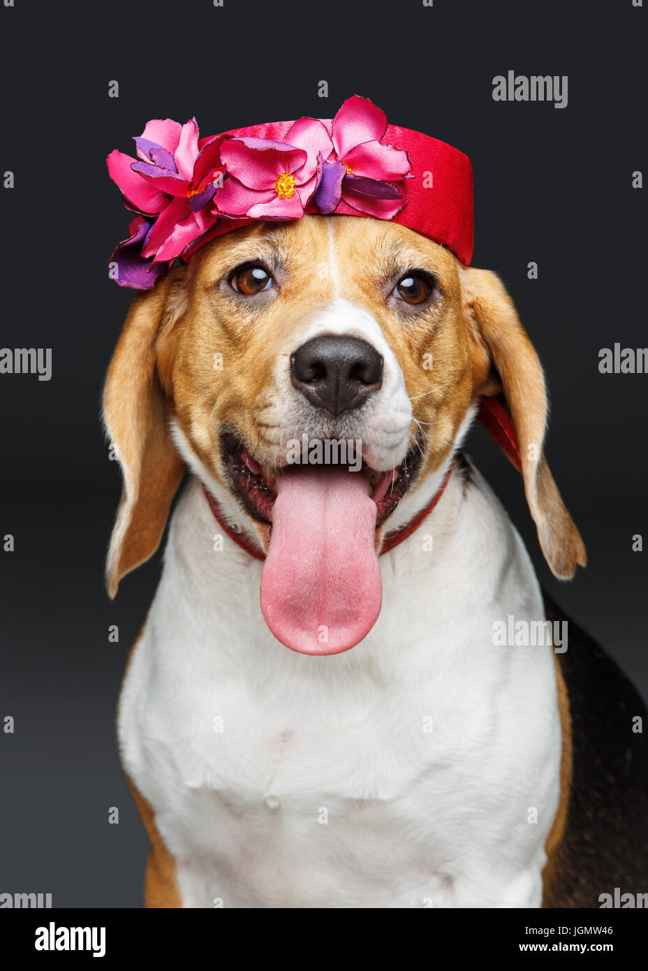beautiful beagle girl dog in pink hat on black background. copy space ...