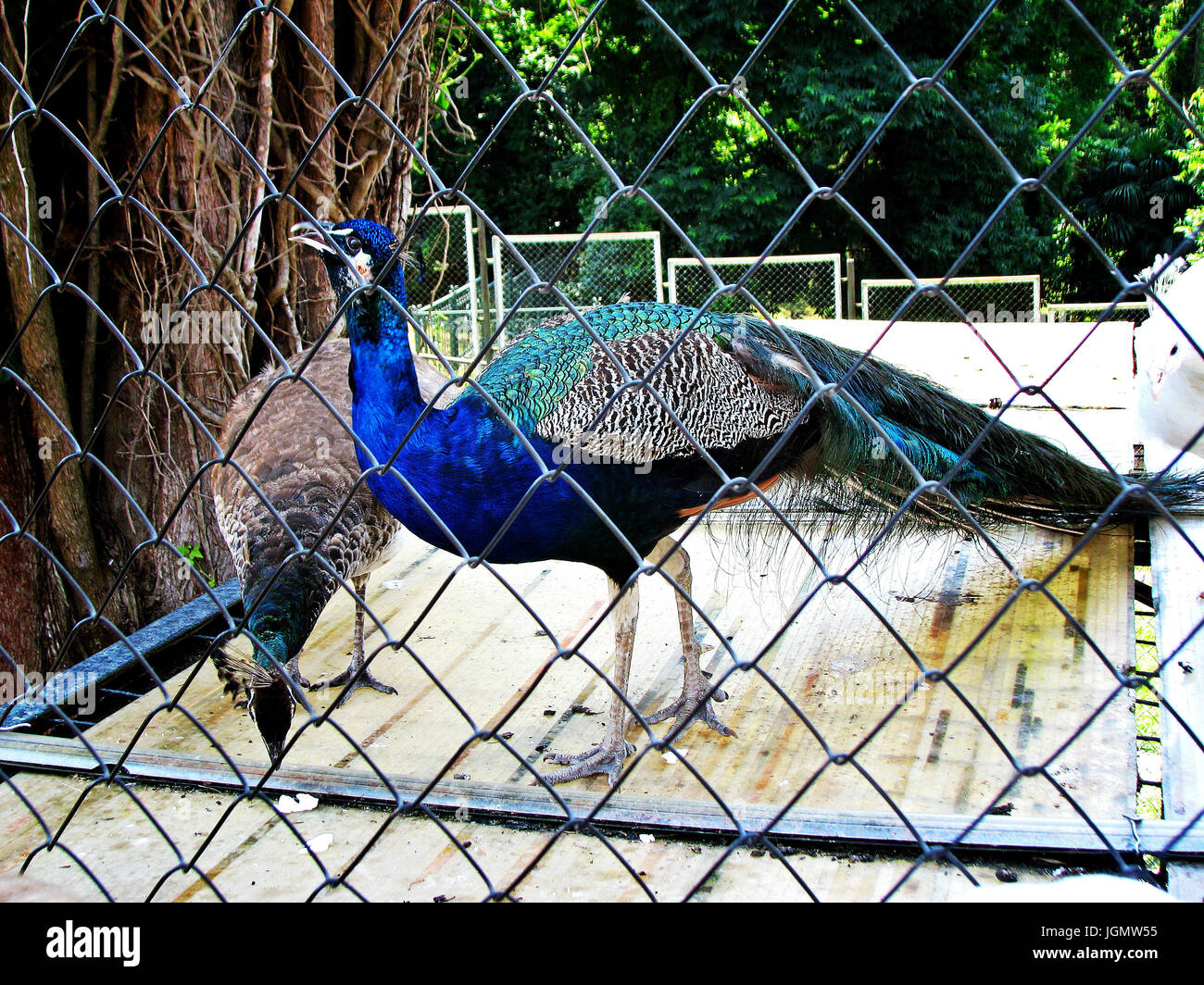 Male and female peacock pecking at food in zoo cage Stock Photo - Alamy