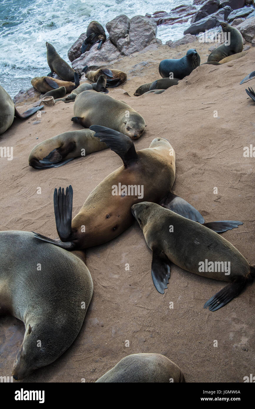 Sea wolves hi-res stock photography and images - Alamy