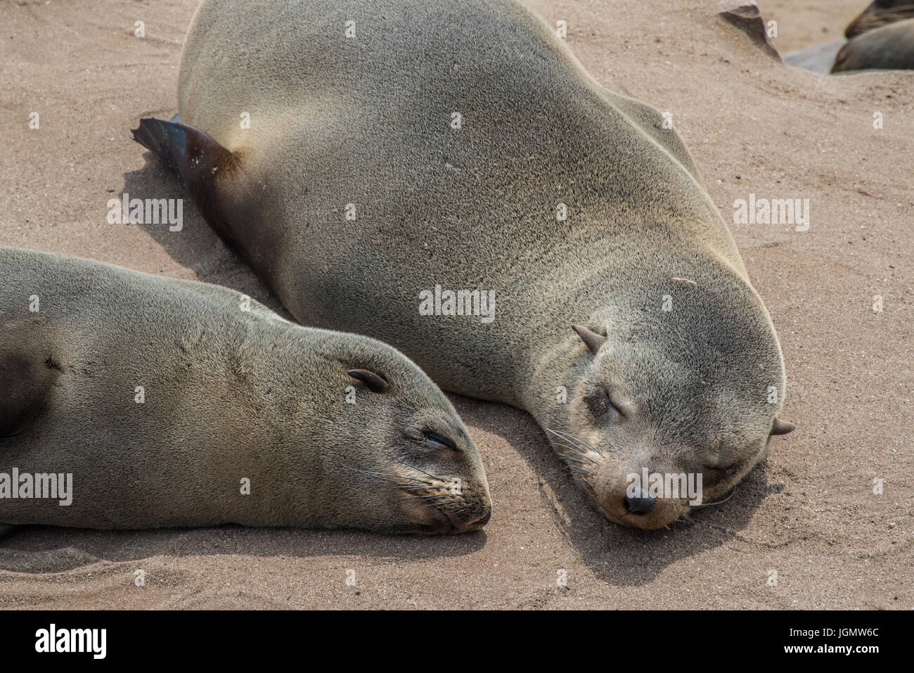 Sea wolves resting in Cape cross Stock Photo - Alamy