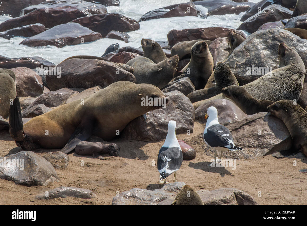 Baby wolves hi-res stock photography and images - Alamy