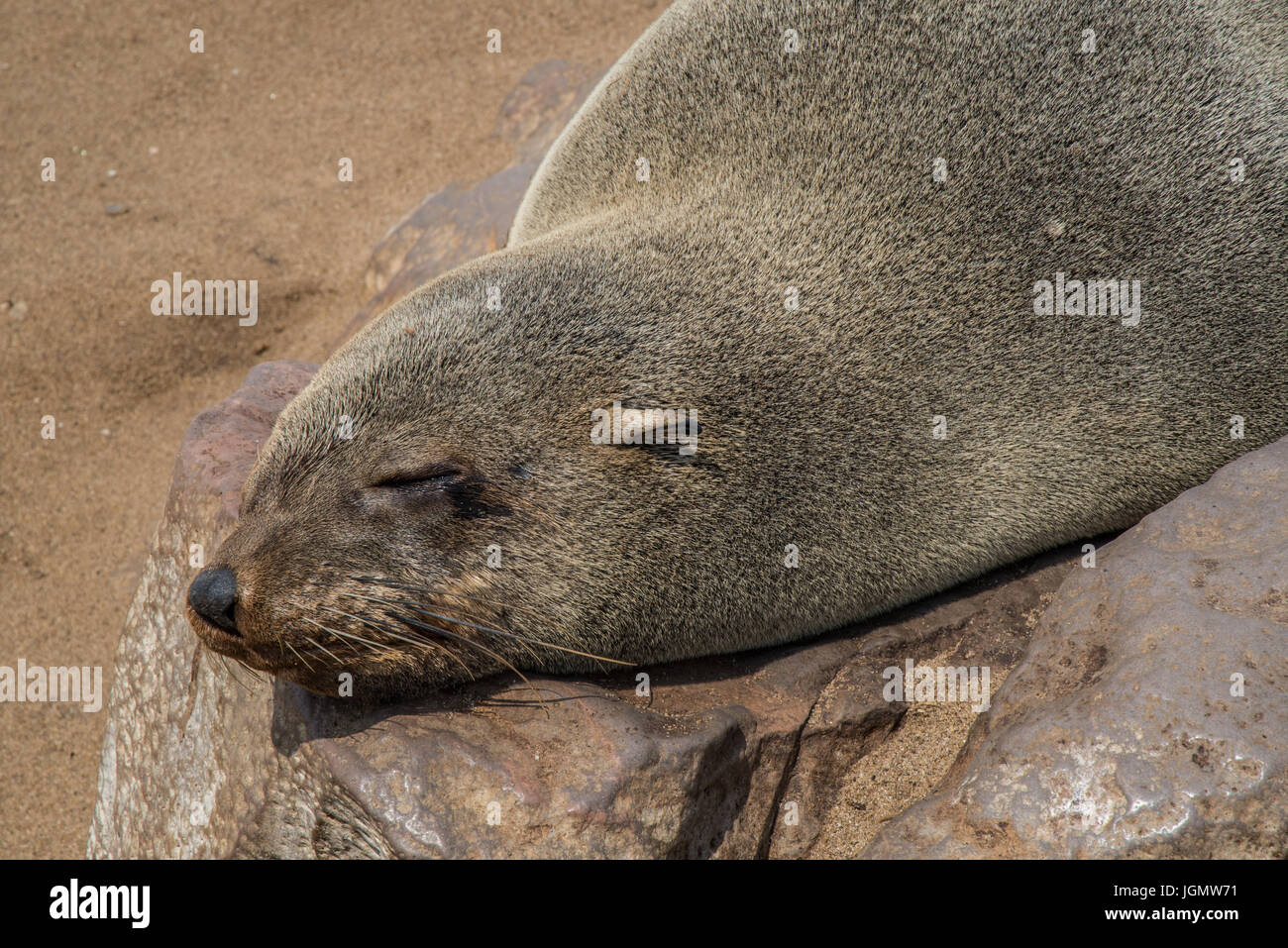 Sea wolves hi-res stock photography and images - Alamy