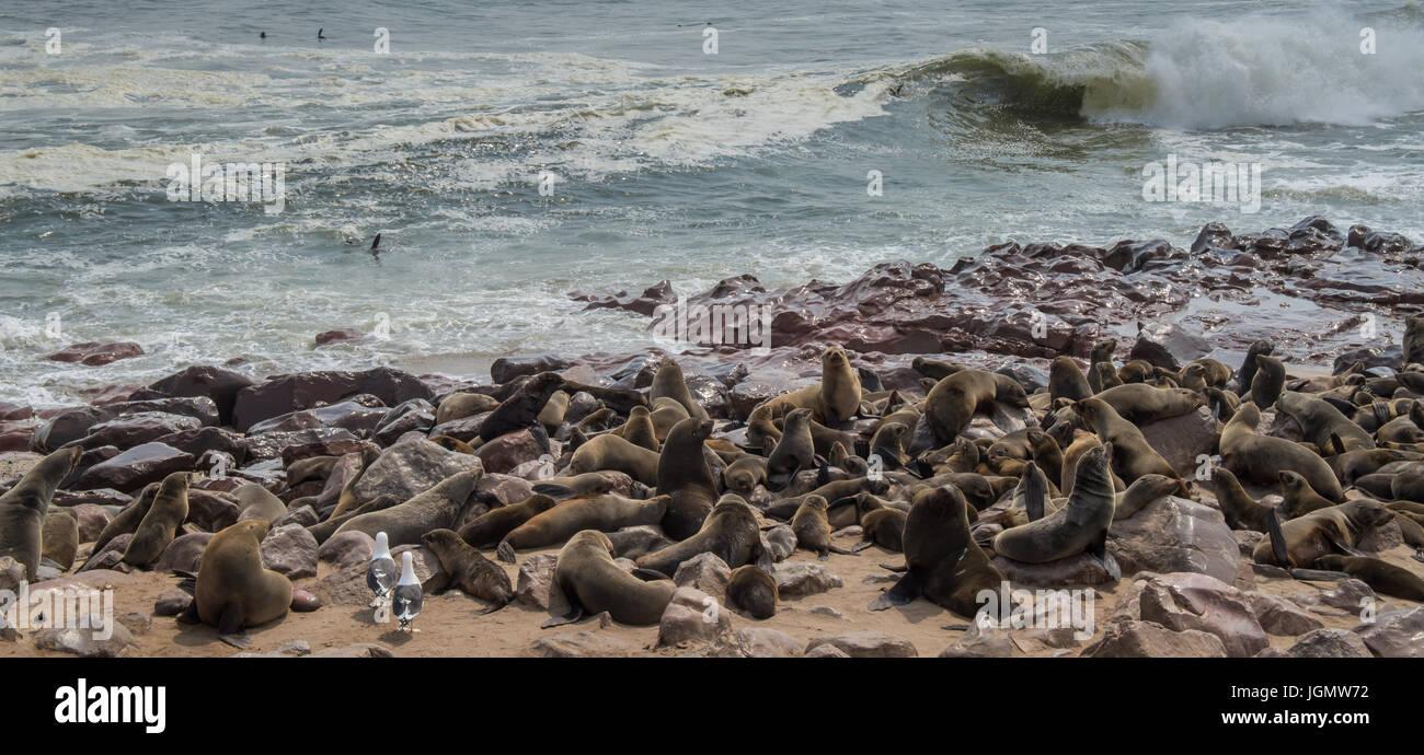 Sea wolves hi-res stock photography and images - Alamy