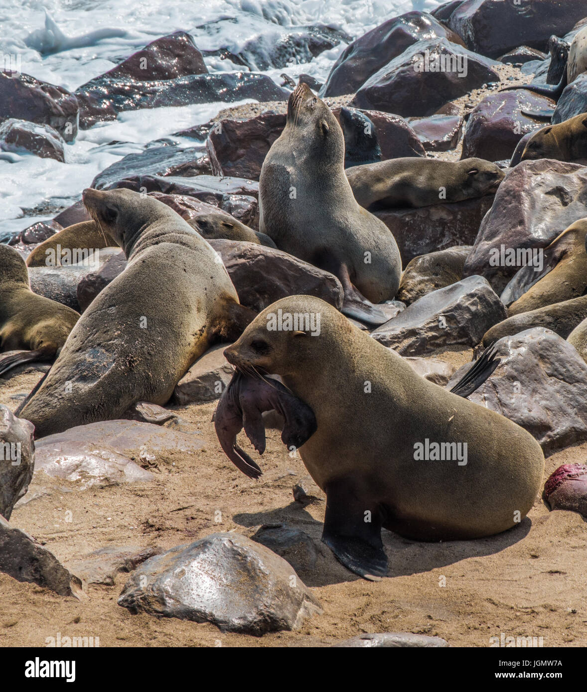 Sea wolf hi-res stock photography and images - Alamy