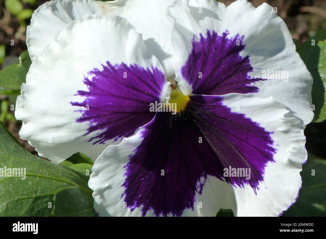 Blue and white pansy, backgrounds Stock Photo - Alamy