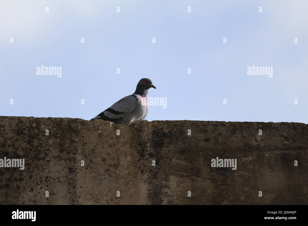 Messenger pigeons hi-res stock photography and images - Alamy