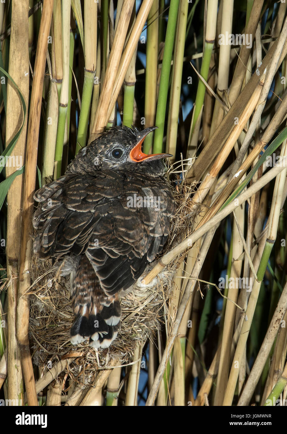 Parasitic cuckoo on reed warbler nest hi-res stock photography and ...