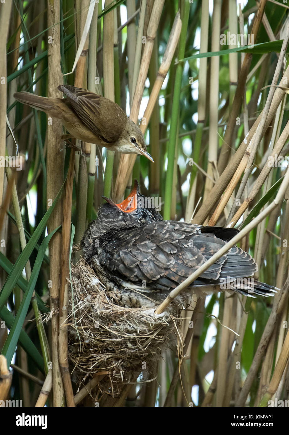 Parasitic Cuckoo on Reed Warbler nest being fed by adoptive parent ...