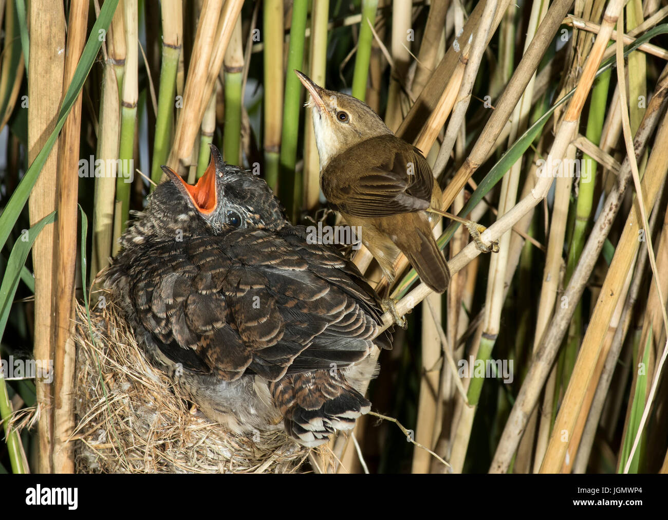 Parasitic Cuckoo on Reed Warbler nest with adoptive parent Stock Photo ...
