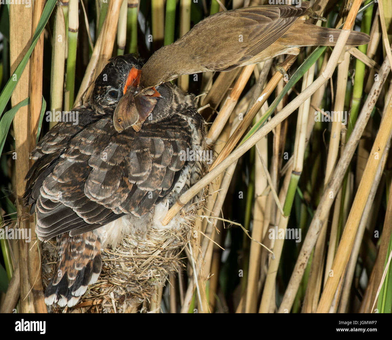 Parasitic Cuckoo on Reed Warbler nest being fed by adoptive parent ...