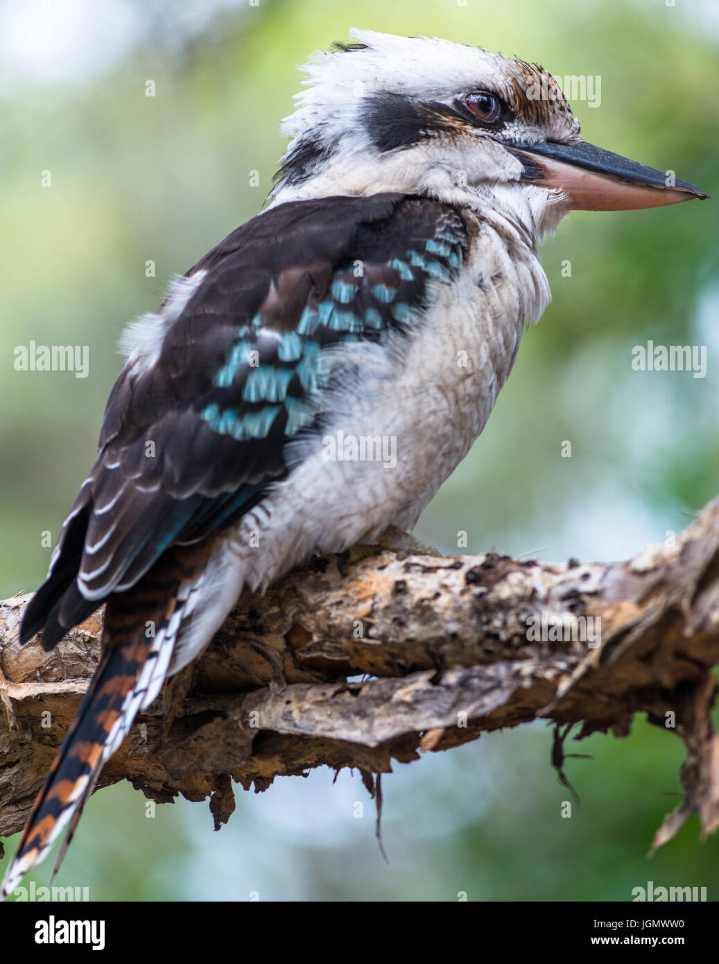 Kookaburra hi-res stock photography and images - Alamy